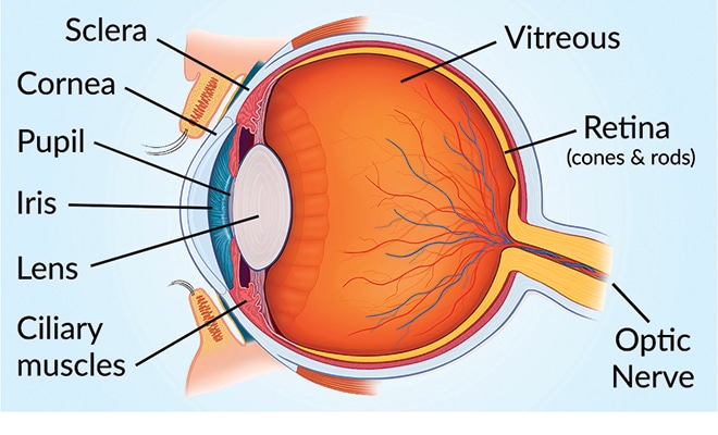 The Importance Of Preventive Eye Care - The Women's Journal